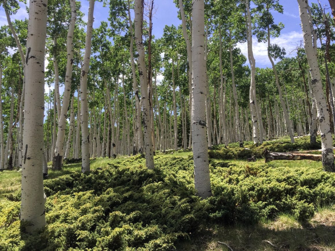 Meet Pando, the world's oldest living organism • rscottjon.es