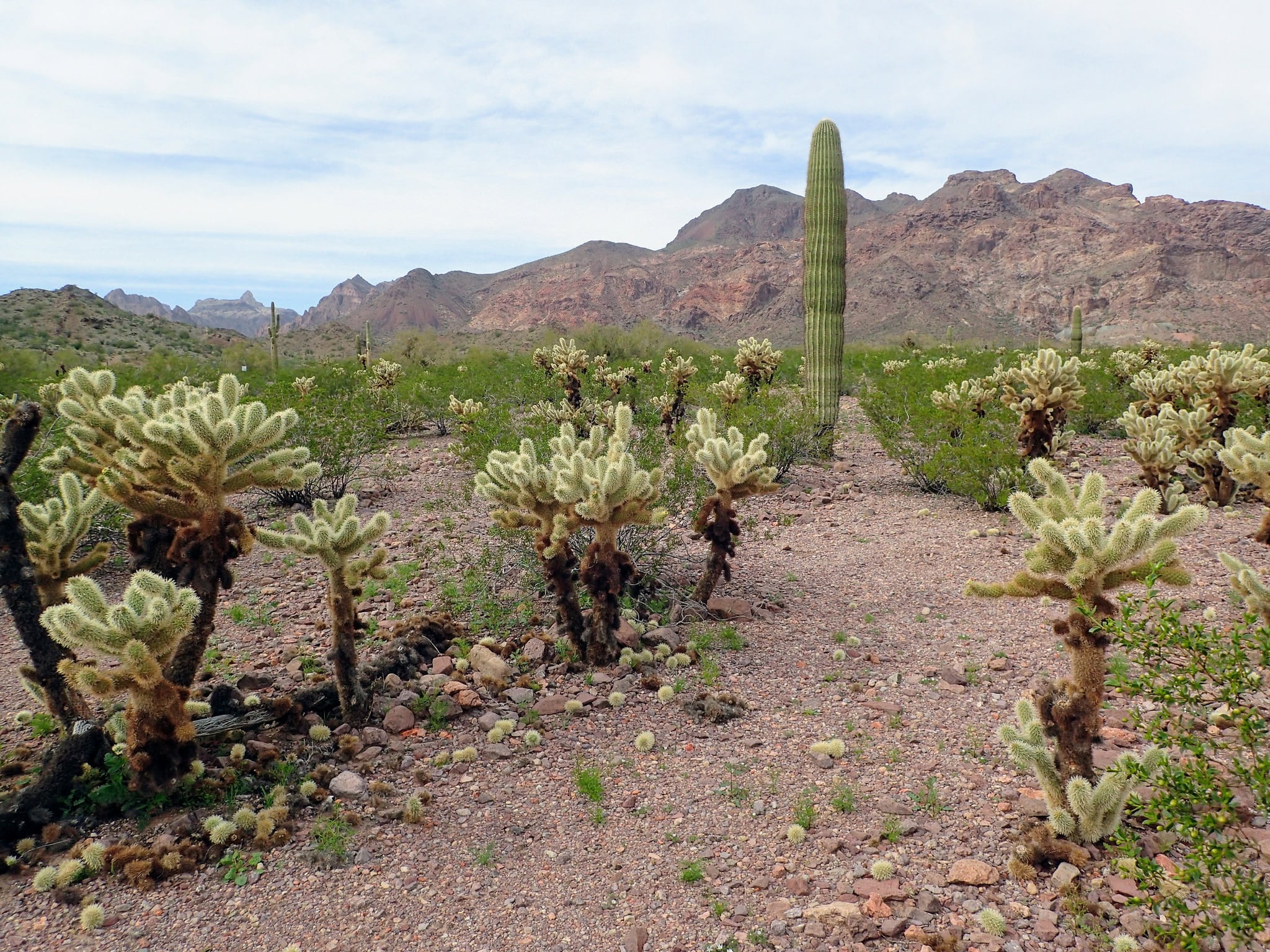 A day spent exploring the Kofa • rscottjon.es